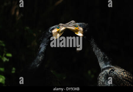 Cormorant diving Phalacrocorax carbo bird swimming dive underwater ...