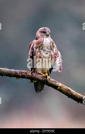 Buzzard (Buteo buteo). Portrait of adult bird in wintr Austria Stock ...