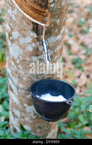 Rubber tree juice collecting on a rubber tree plantation in Nakhon ...