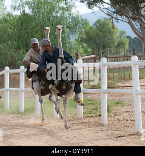 Tourist riding an ostrich in an ostrich farm, Oudtshoorn, South Africa ...