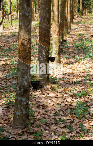 Rubber tree juice collecting on a rubber tree plantation in Nakhon ...