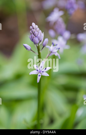 Pyrenean squill (Scilla lilio-hyacinthus) purple flowers Stock Photo ...