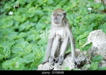 Portrait of a Female Monkey Amongst the Bushes Stock Photo - Alamy