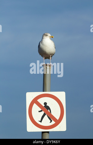 Seagull on a post Stock Photo - Alamy