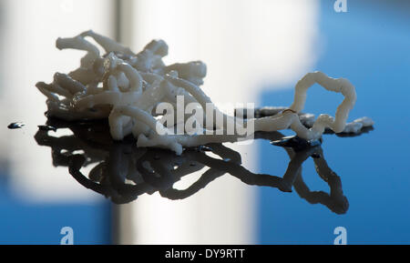 Roseburg, Oregon, USA. 10th Apr, 2014. A 40-inch-long tapeworm is ...