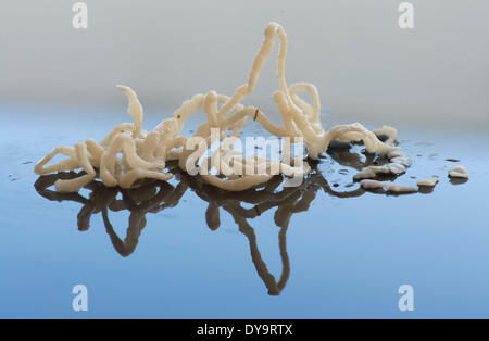 Roseburg, Oregon, USA. 10th Apr, 2014. A 40-inch-long tapeworm is ...