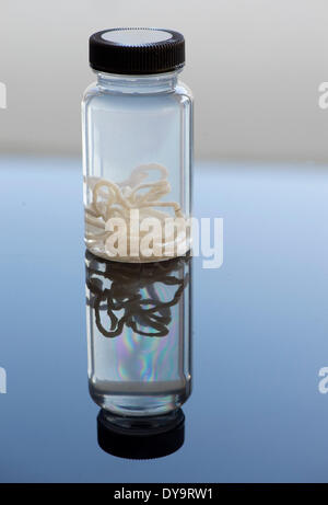 Roseburg, Oregon, USA. 10th Apr, 2014. A 40-inch-long tapeworm is ...