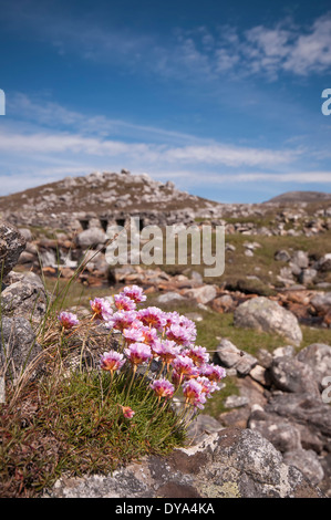 Sea pinks or thrift (Armeria maritima), growing on a sea cliff in ...