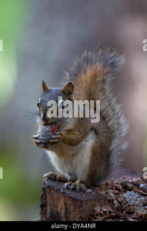 Alberta, Eichhönchen, Canada, rodents, North America, mammals, animals ...