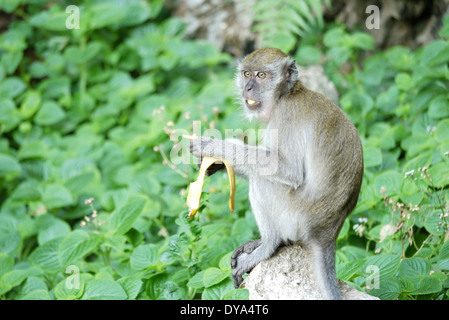 Portrait of a Female Monkey Amongst the Bushes Stock Photo - Alamy