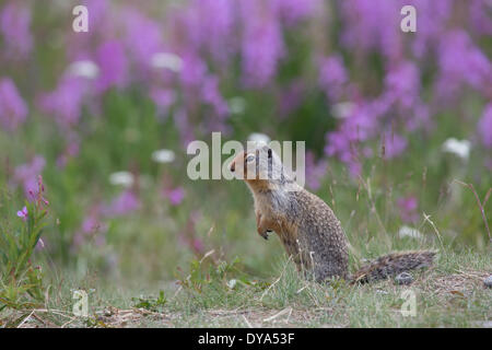 Alberta Banff national park Columbian Ground Squirrel Ground Squirrel ...