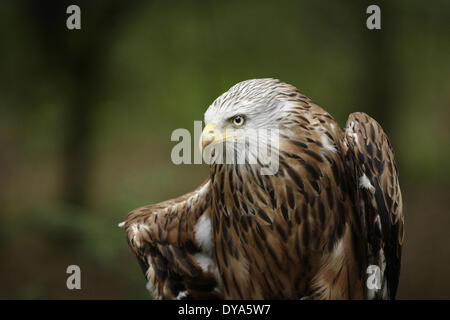 Red kite, bird of prey portrait Stock Photo - Alamy