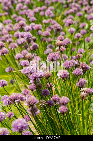 Flowering chives in sunshine Stock Photo - Alamy