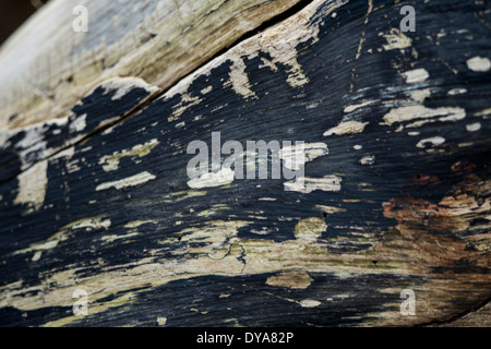 A close up photograph of the burnt bark of a pine tree, showing the ...