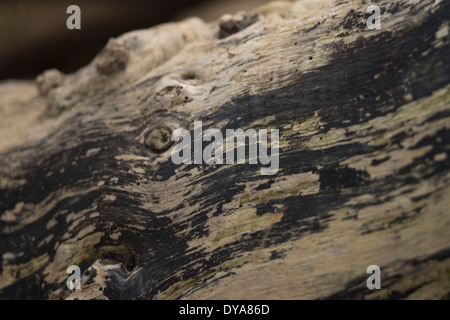 A close up photograph of the burnt bark of a pine tree, showing the ...