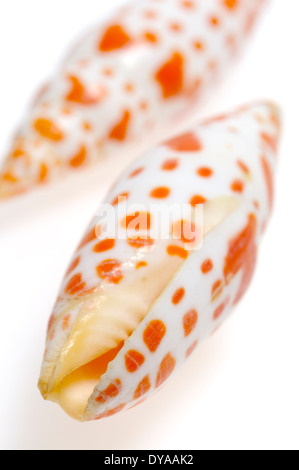 Episcopal Mitre shell (Mitra mitra) c8cm. Region: Indo-pacific Stock ...