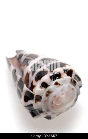 Hebrew Cone Shell. Conus Ebraeus Linne. Pacific Seashell Stock Photo ...
