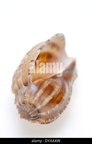 Ventral Harp shell (Harpa ventricosa) c6cm Stock Photo - Alamy