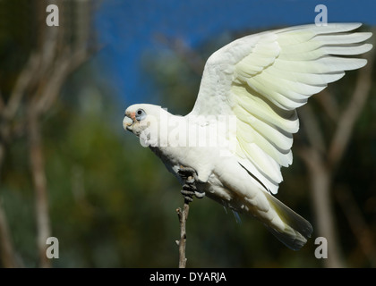 Little Corella screetching (Cacatua pastinator) with open wings ...
