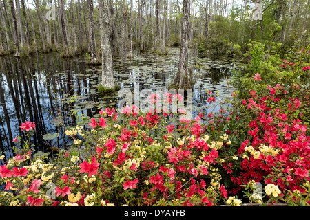 Azaleas blooming along the edge of blackwater bald cypress and tupelo ...