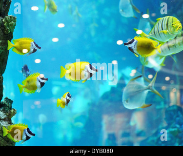 Bright yellow Foxface rabbitfish Siganus vulpinus swimming in sea water ...