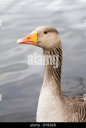 White goose with an orange beak, Embden goose in close up Stock Photo ...