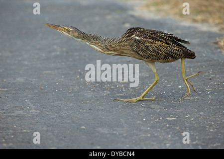 A Pinnated Bittern (Botaurus pinnatus) in reed field. State of Rio ...