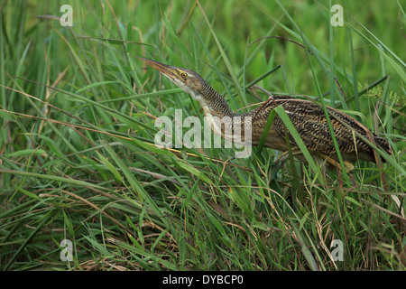 Pinnated Bittern (Botaurus pinnatus Stock Photo - Alamy