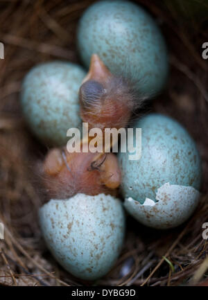 A freshly hatched merl chick awaits its feeding in Frankfurt/Main ...
