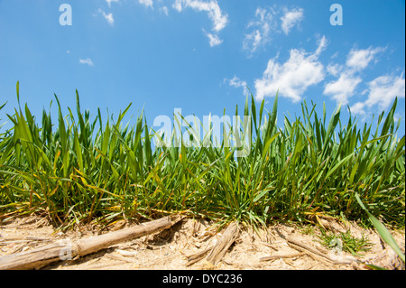 Cover crop,wheat growing Stock Photo - Alamy