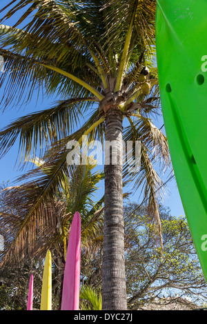 Kayak and Water Board Rental and Palm Trees, Casey Key, Florida, USA ...