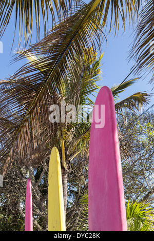 Kayak and Water Board Rental and Palm Trees, Casey Key, Florida, USA ...