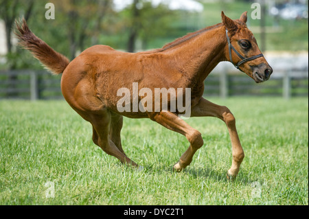 A foal running in a pasture Stock Photo - Alamy