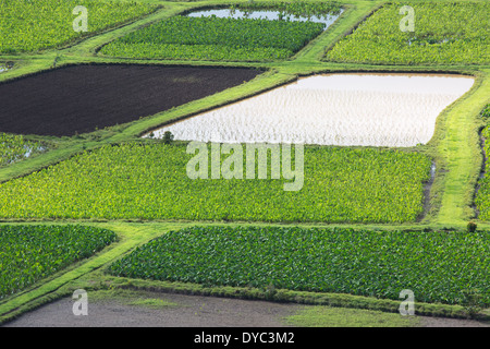 Taro crops in various stages of growth on a raised bed on the South ...