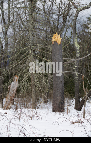 Snapped eastern pine tree along the Kancamagus Scenic Byway (route 112 ...