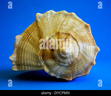 Seashells Shells of marine snails from around the African coast An ...