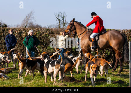 Fox hunt and pack, England, UK Stock Photo - Alamy