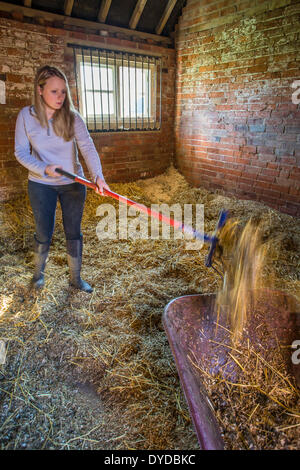Young woman mucking out a stable Stock Photo - Alamy