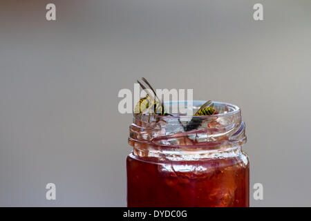 Jam jar wasp trap Stock Photo - Alamy