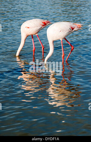 Flamingo colony, Camargue, France Stock Photo - Alamy