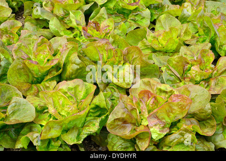 Batavia lettuce growing in vegetable garden Stock Photo - Alamy