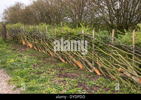 Traditional hedge laying in the Derbyshire style with stakes Stock ...