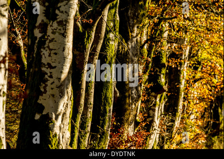 Autumn light on copper beech trees on Exmoor, UK Stock Photo - Alamy