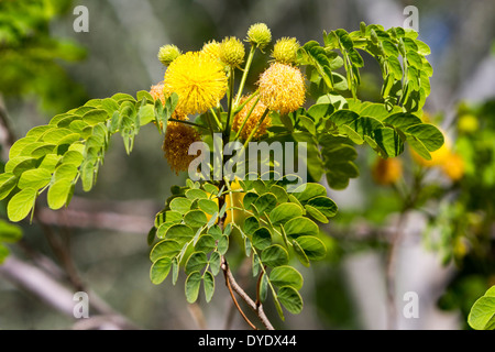 Goldenball Lead Tree, Desert Botanical Gardens, Phoenix, Arizona, USA ...