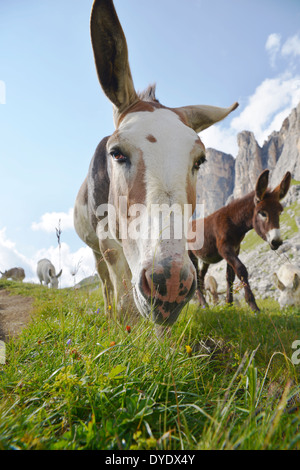 donkey and colt Stock Photo - Alamy
