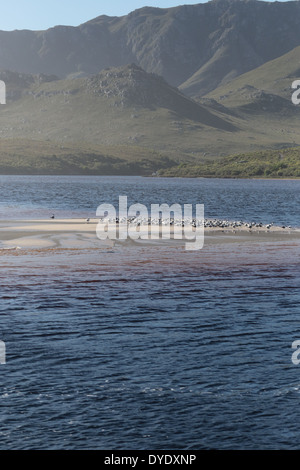 Sand bank and birds in the Palmiet River lagoon, Kleinmond Stock Photo ...