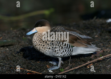 Portrait of a Silver Teal duck Stock Photo - Alamy