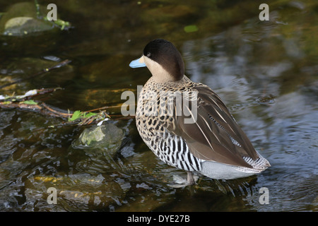 Portrait of a Silver Teal duck Stock Photo - Alamy