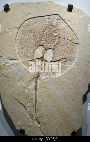 Heliobatis Fossil - Green River Formation - Eocene Age - Lincoln County ...