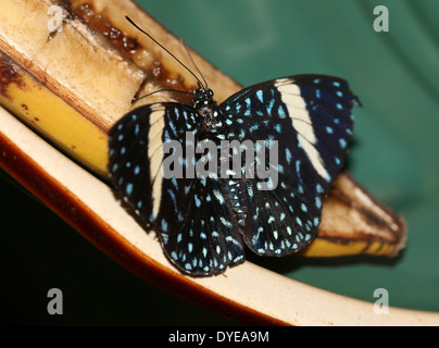 Close-up of a female Starry Night Cracker butterfly (Hamadryas laodamia ...